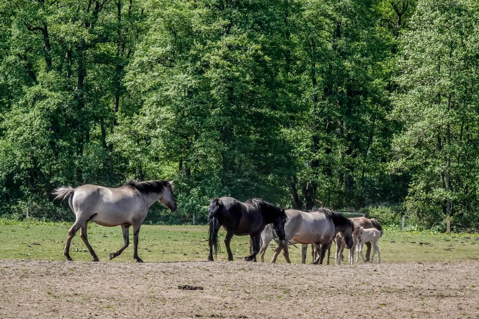 Wildpferde im Merfelder Bruch Foto & Bild | natur, nrw, tiere Bilder ...