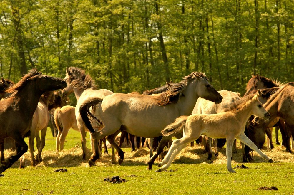 Wildpferde in Bewegung. Foto & Bild | natur, tiere, wildpferde Bilder ...