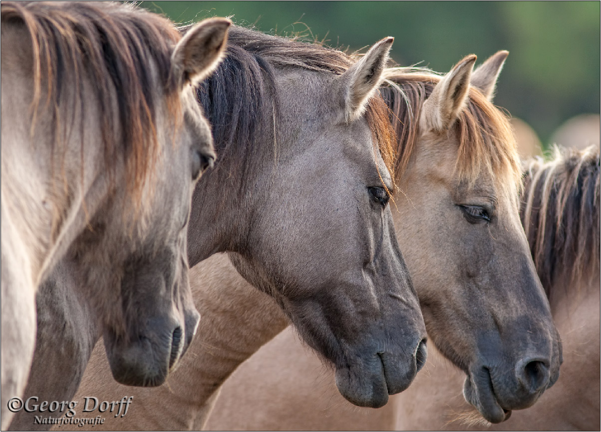 ~ Wildpferde in Germany ~ Foto & Bild | natur, pferde, tiere Bilder auf ...