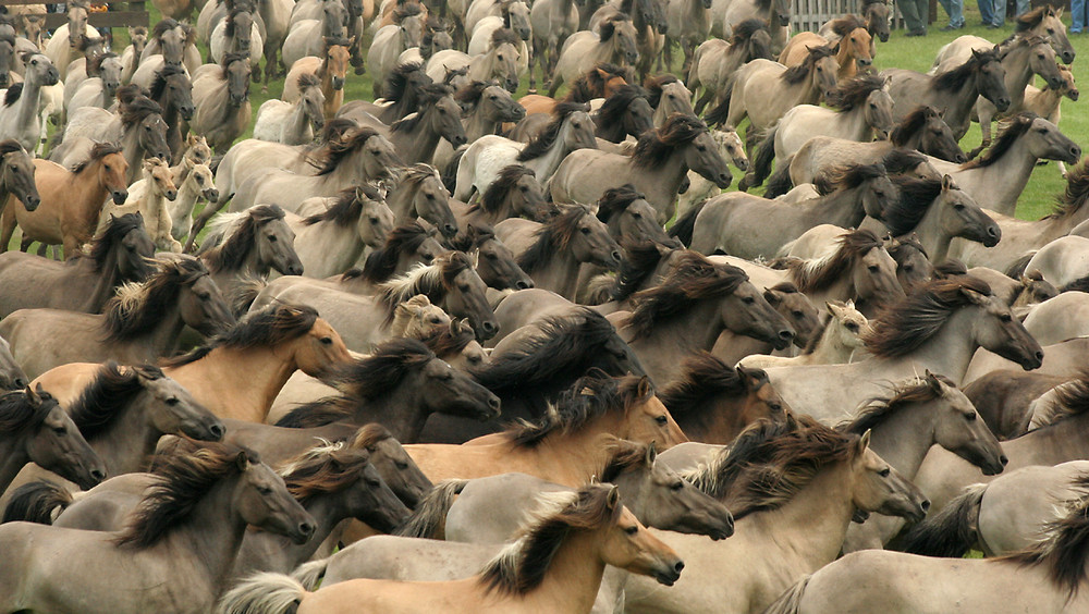 Wildpferdefang, Dülmen 2008 Foto & Bild | tiere, haustiere, pferde ...