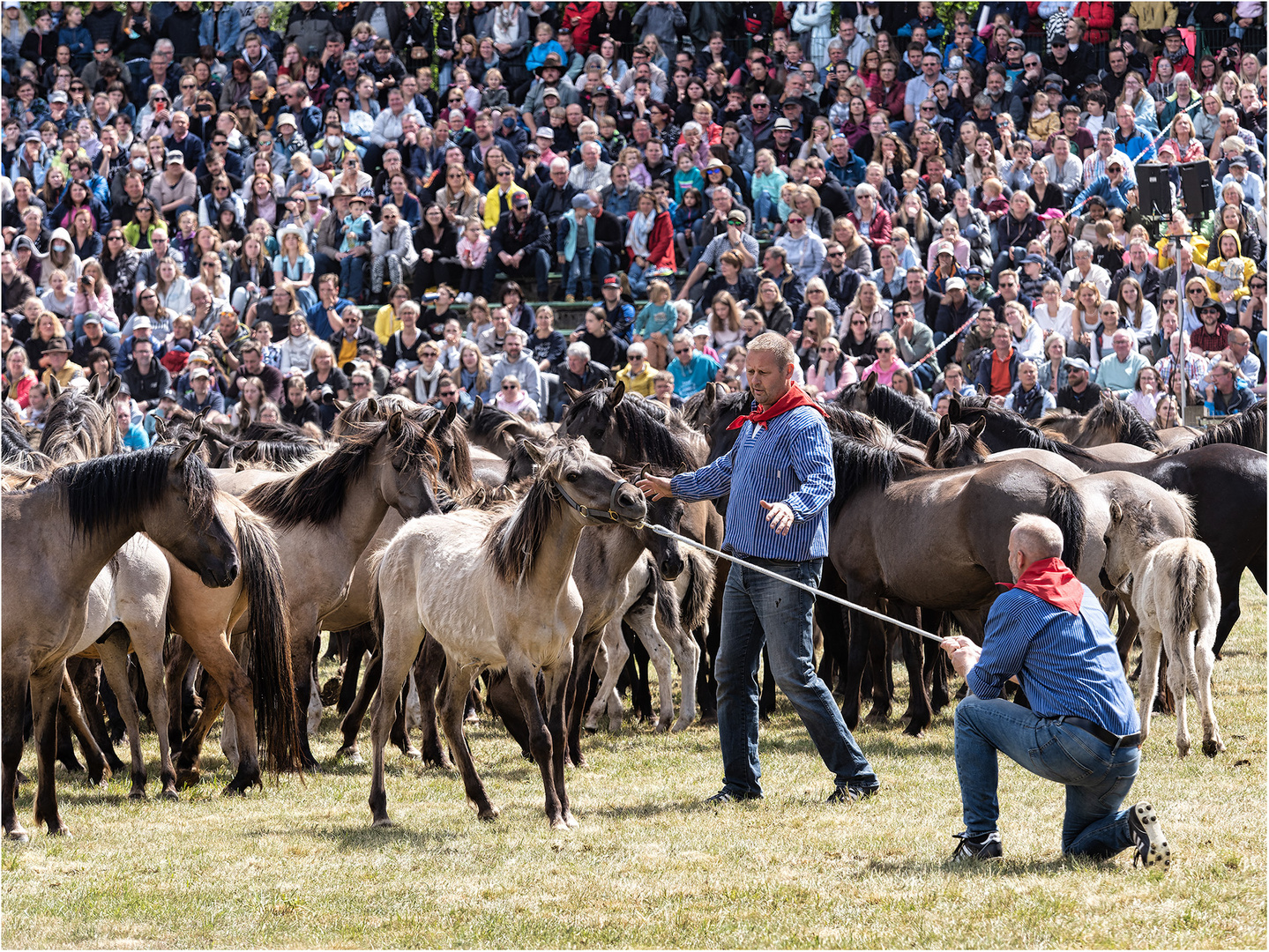 Wildpferdefang in Dülmen..... Foto & Bild | people, outdoor, pferde ...