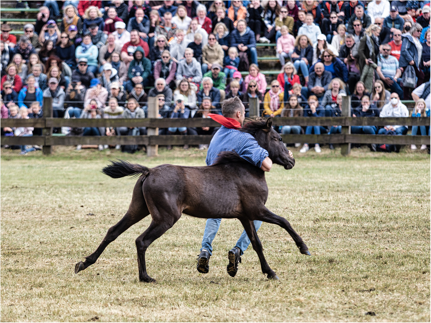 Wildpferdefang in Dülmen..... Foto & Bild | people, outdoor, pferde ...