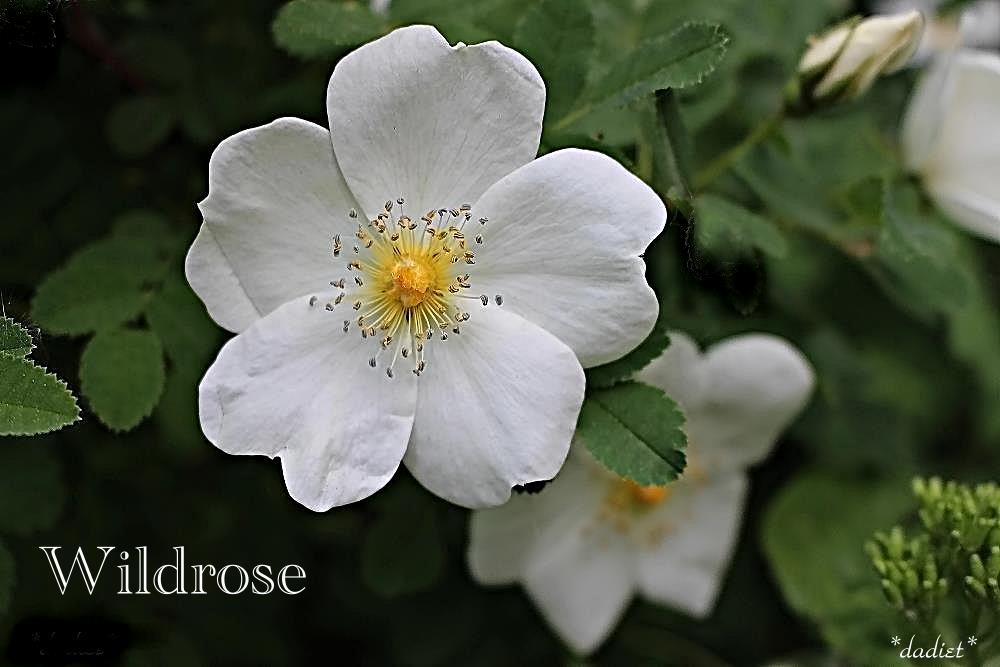 Wildrose.. Foto & Bild | natur, pflanzen, blüten Bilder auf fotocommunity