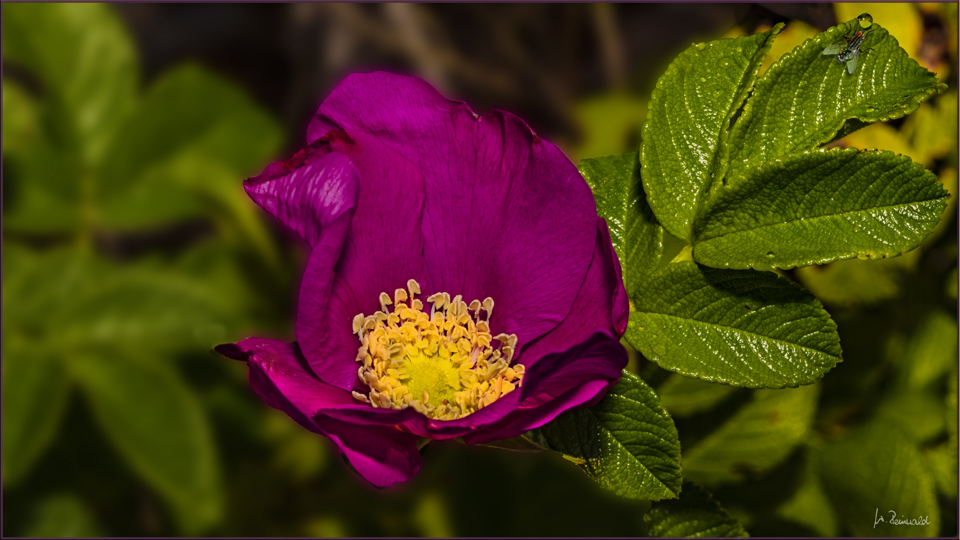 Wildrose Foto & Bild | natur, pflanzen, rosen Bilder auf fotocommunity