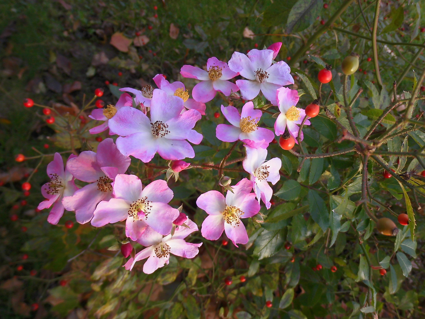 Wildrosen Foto & Bild | landschaft, lebensräume, garten ...