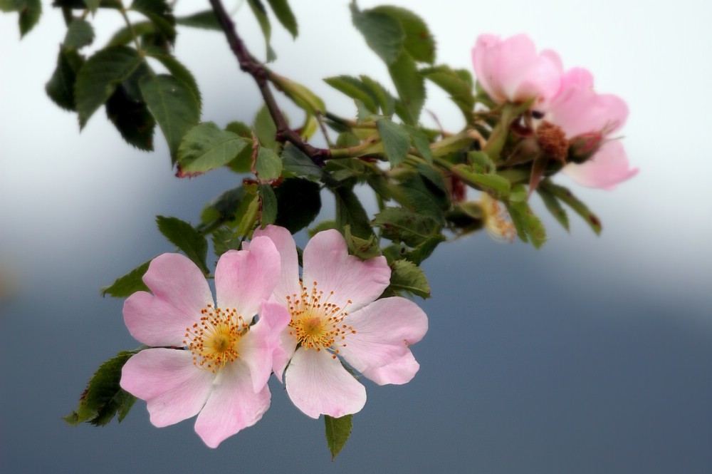 Wildrosen Foto & Bild | pflanzen, pilze & flechten, blüten ...