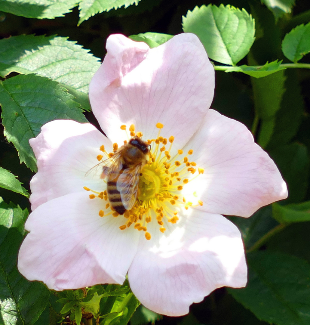 Wildrosen Foto & Bild | pflanzen, pilze & flechten, blüten ...