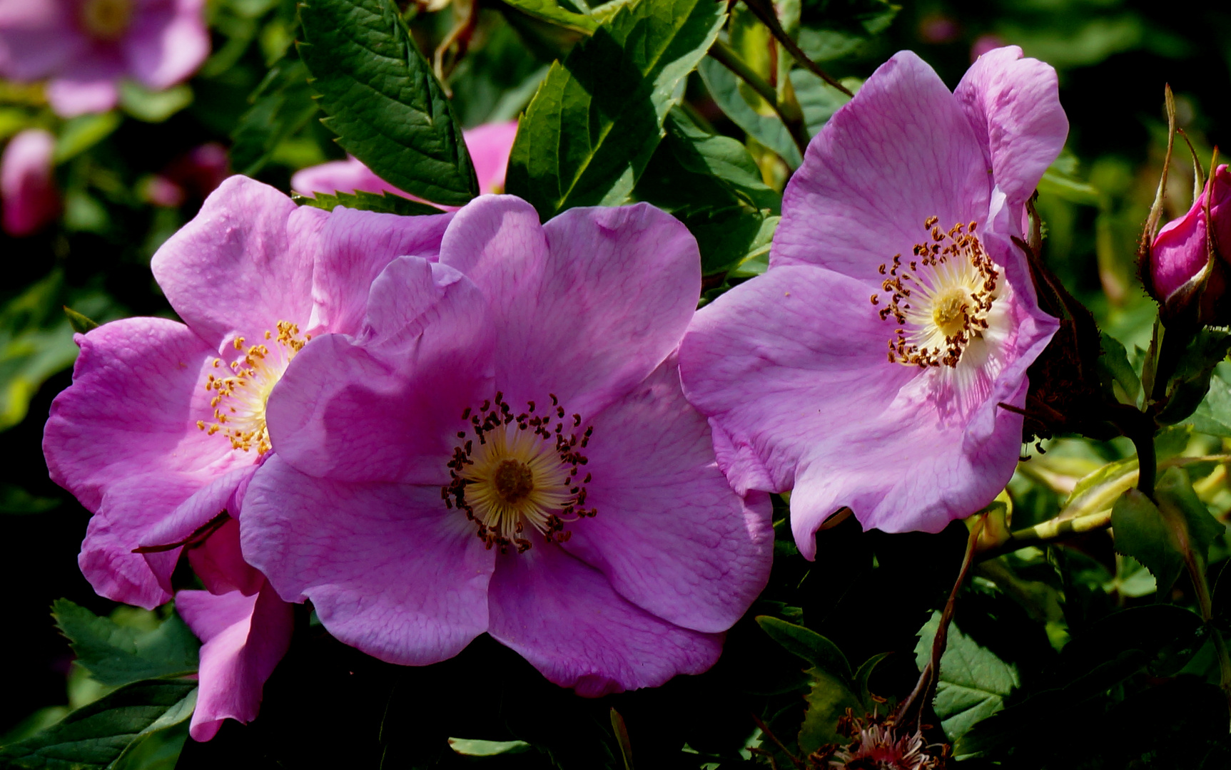 Wildrosen Foto & Bild | pflanzen, pilze & flechten, blüten ...