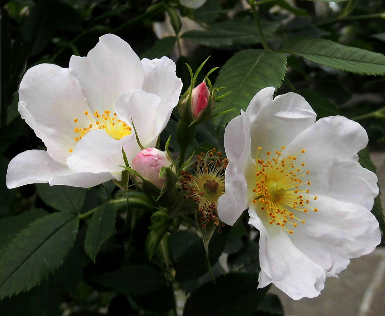 Wildrosen Foto & Bild | landschaft, jahreszeiten, garten ...