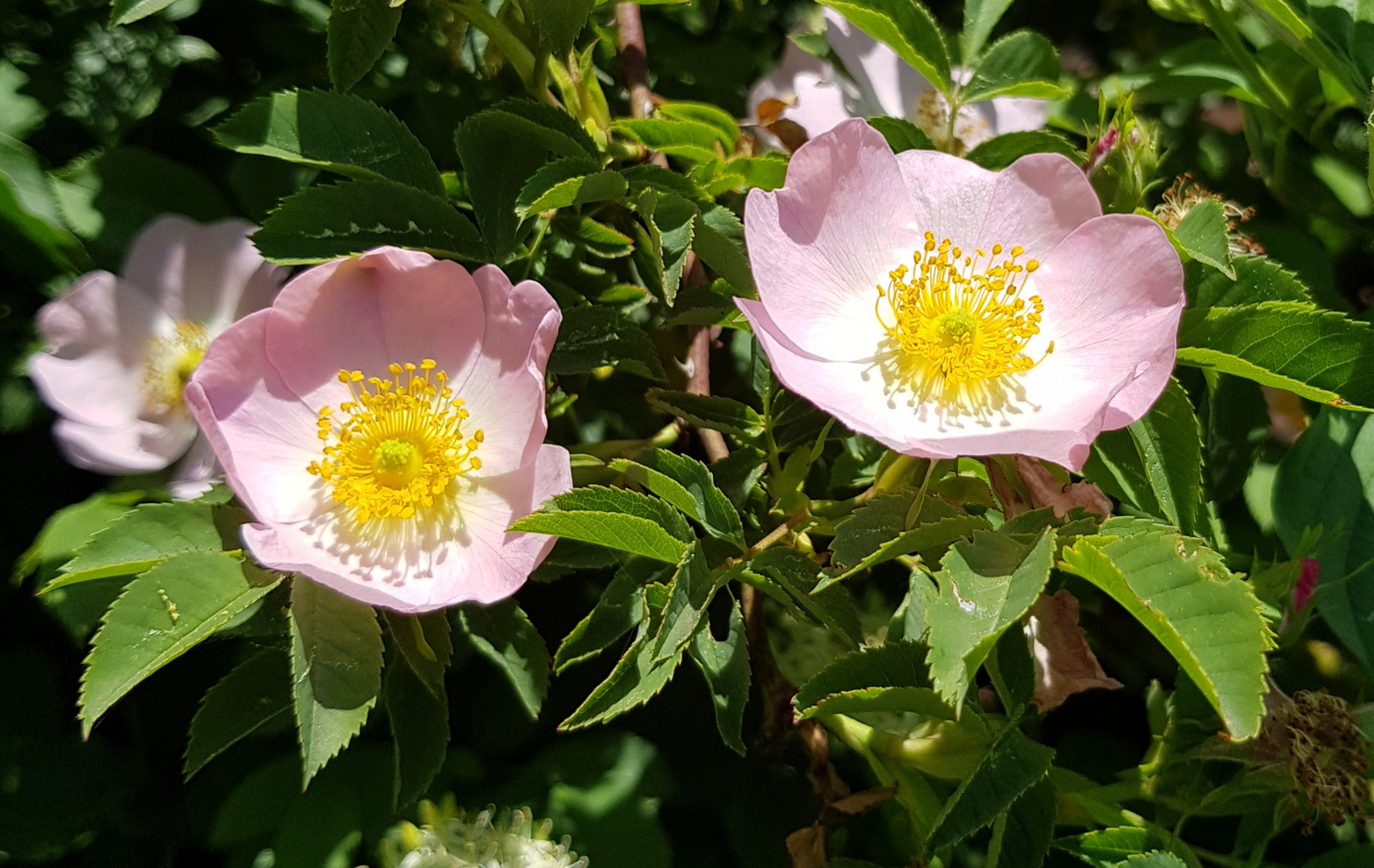 Wildrosen Foto & Bild | pflanzen, pilze & flechten, landschaft, blüten ...