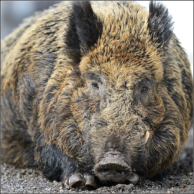 Wildschwein Foto & Bild | tiere, zoo, wildpark & falknerei, säugetiere ...