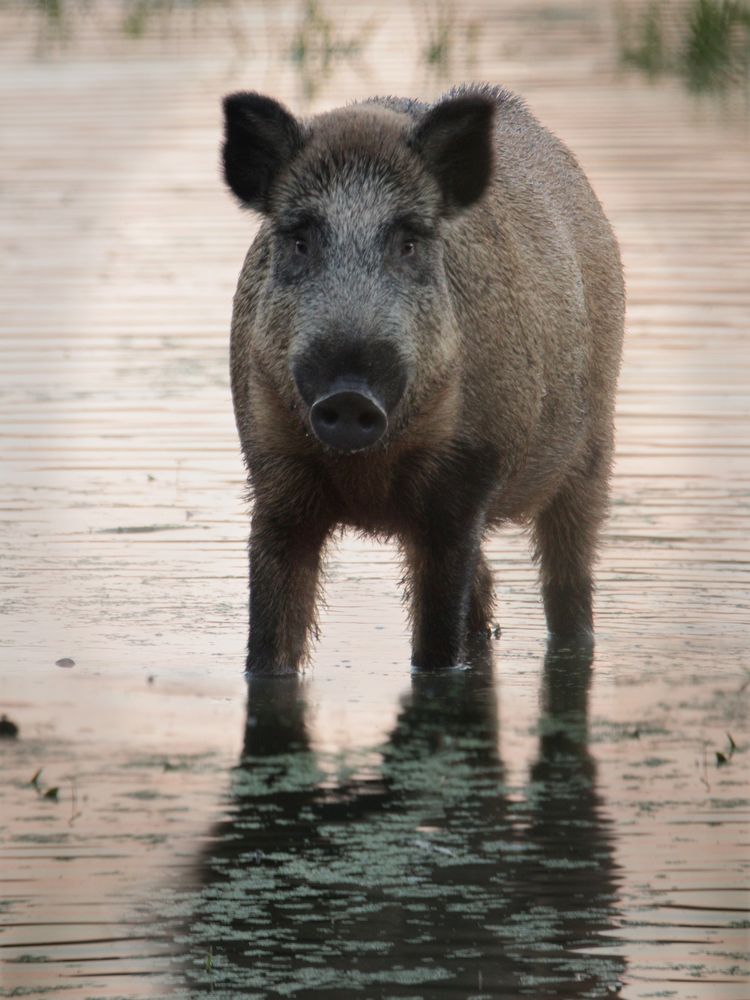 Wildschwein (Junger Keiler) Foto & Bild | wasser, teich, natur Bilder ...