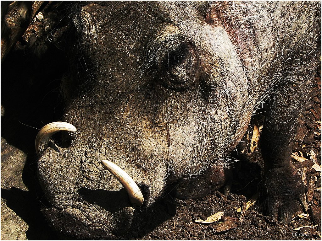 Wildschwein-Keiler Foto & Bild | tiere, natur Bilder auf fotocommunity