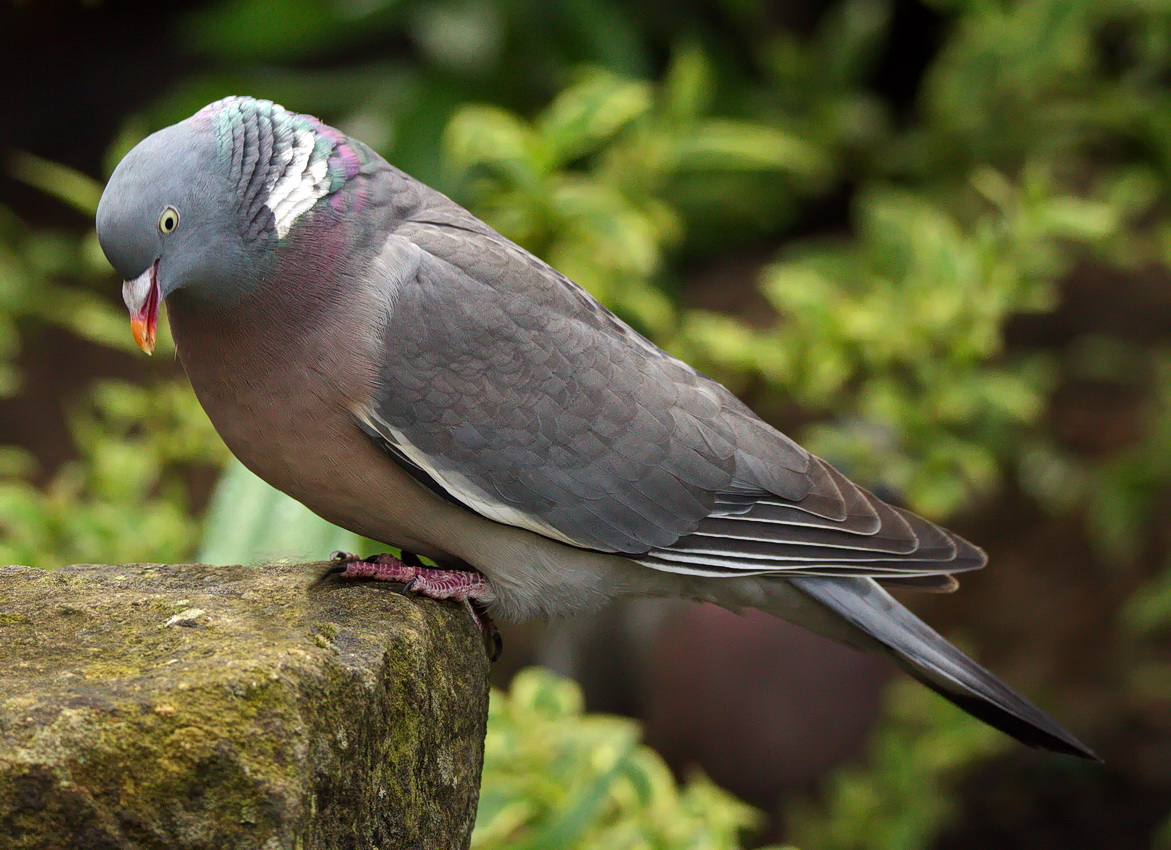 Wildtaube Foto & Bild | tiere, wildlife, wild lebende vögel Bilder auf ...