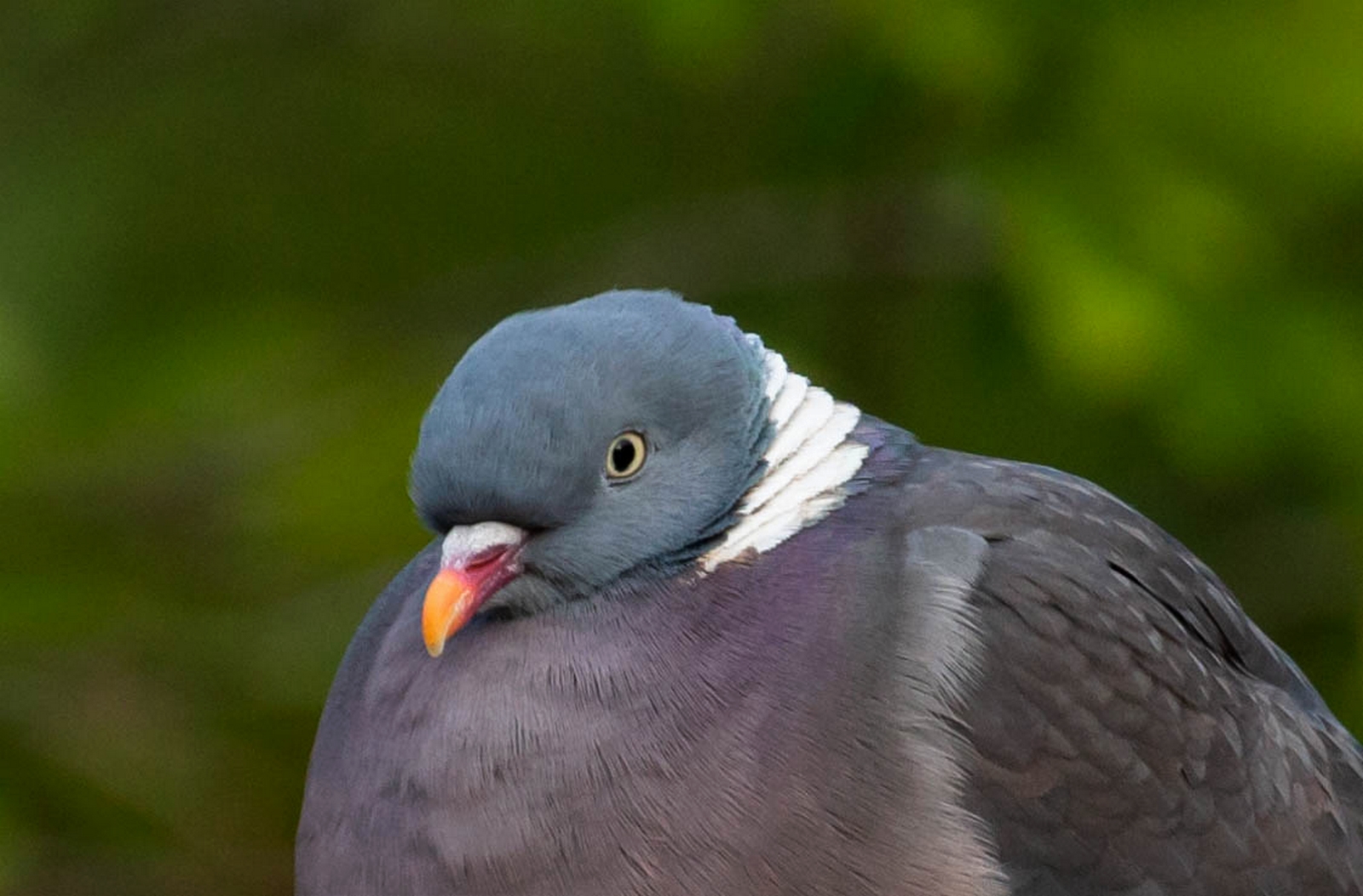 Wildtaube 1 Foto & Bild | tiere, wildlife, wild lebende vögel Bilder ...