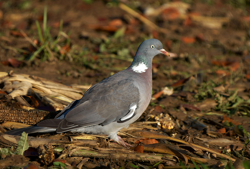 Wildtaube Foto & Bild | tiere, wildlife, wild lebende vögel Bilder auf ...