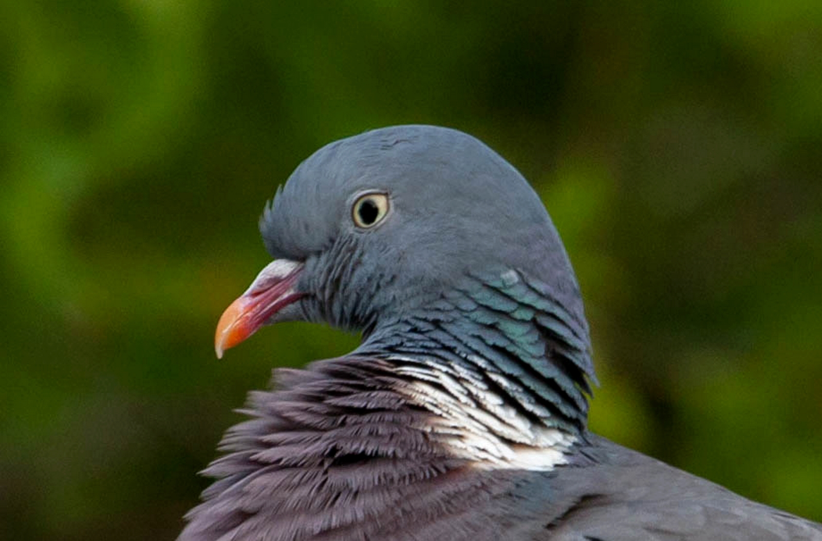 Wildtaube 2 Foto & Bild | tiere, wildlife, wild lebende vögel Bilder ...