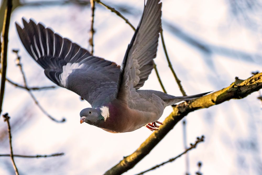 Wildtaube Foto & Bild | tiere, natur, vogel Bilder auf fotocommunity