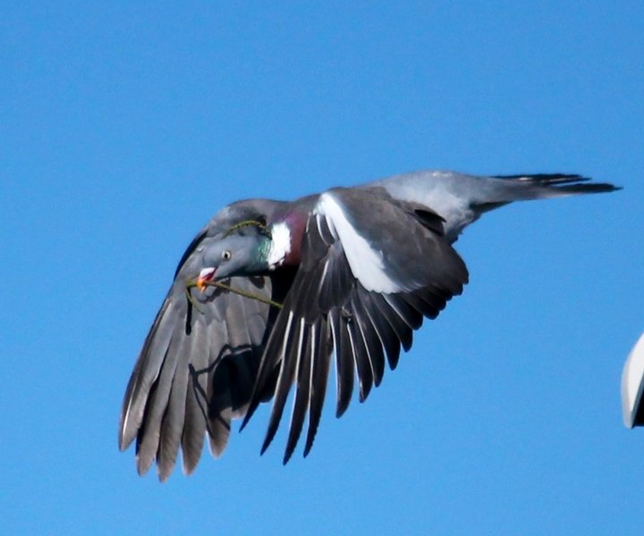 Wildtaube beim Anflug.. Foto & Bild | tiere, wildlife, wild lebende ...