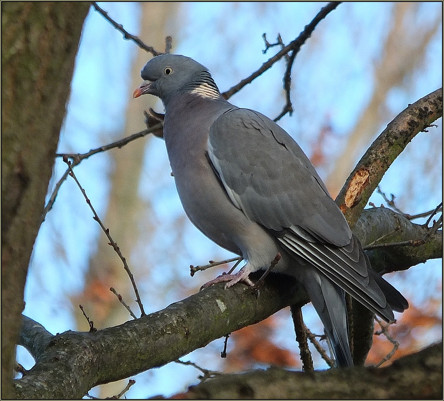 Wildtaube Foto & Bild | tiere, wildlife, wild lebende vögel Bilder auf ...
