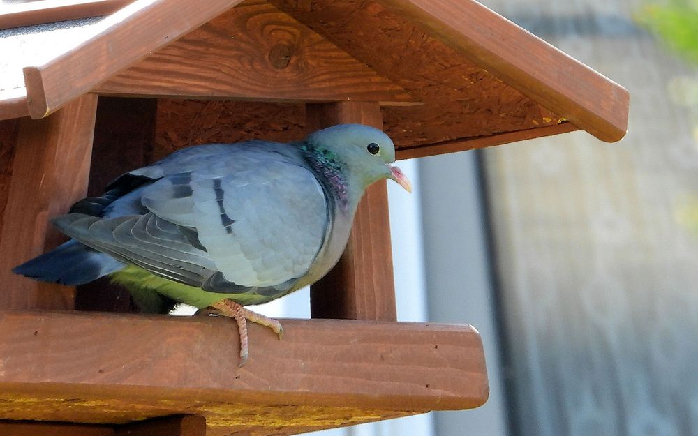 Wildtaube Foto & Bild | natur, tiere, vögel Bilder auf fotocommunity