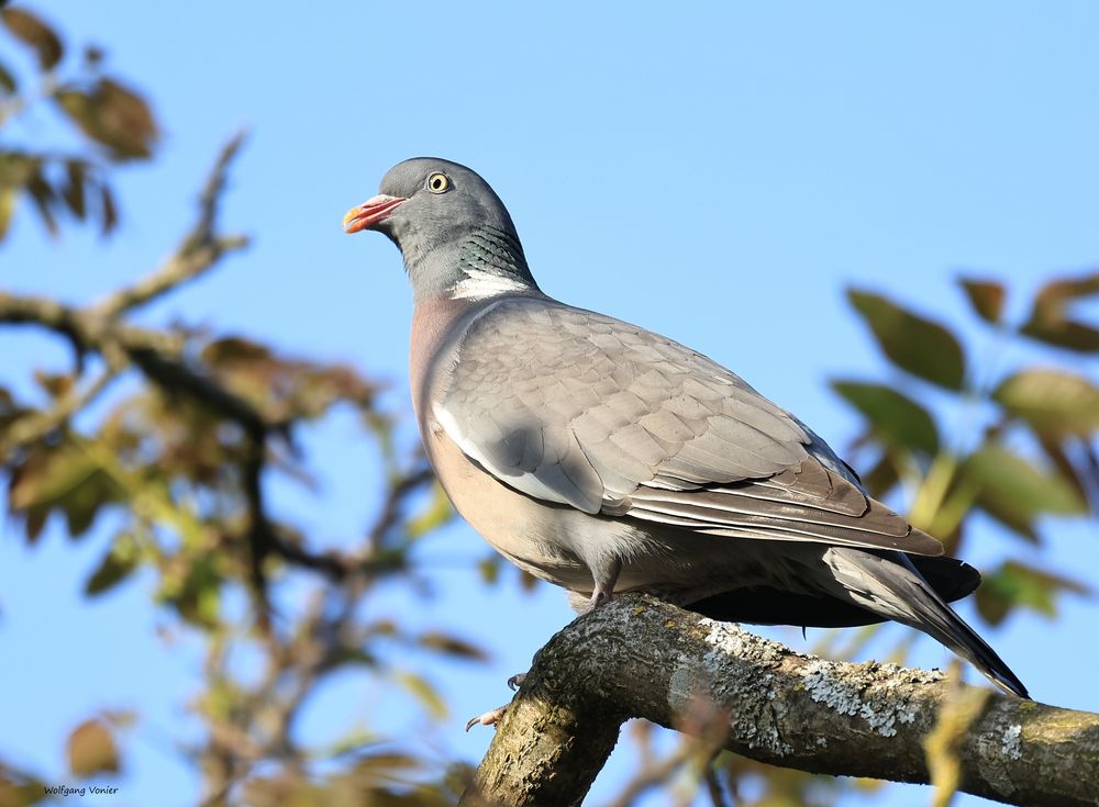 Wildtaube-Ringeltaube Foto & Bild | tiere, wildlife, wild lebende vögel ...