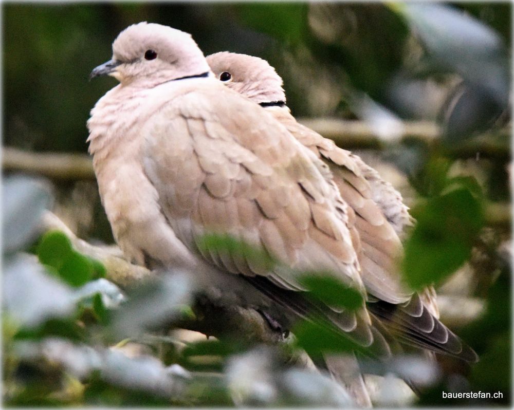 "wildtauben" Foto & Bild | natur Bilder auf fotocommunity