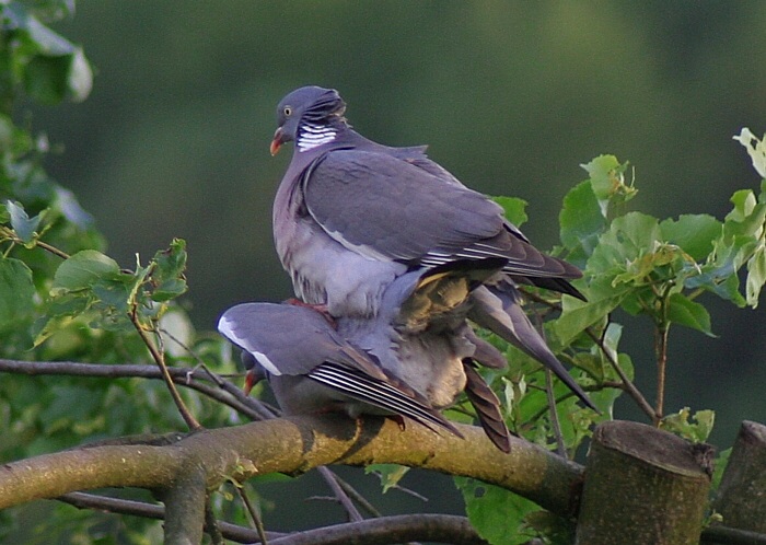 Wildtauben beim wilden............ Foto & Bild | tiere, wildlife, wild ...