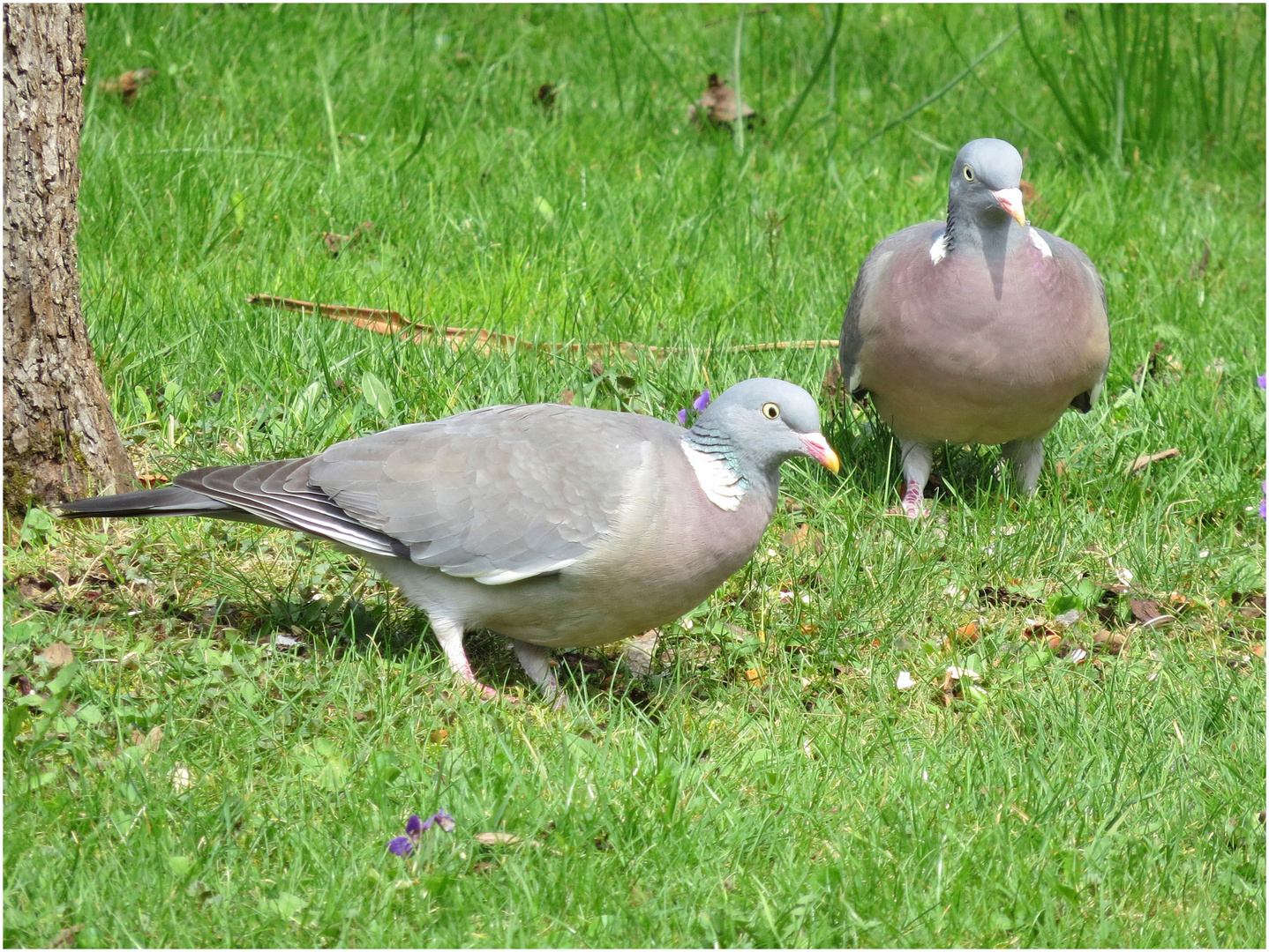 Wildtauben Foto & Bild | tiere, wildlife, wild lebende vögel Bilder auf ...