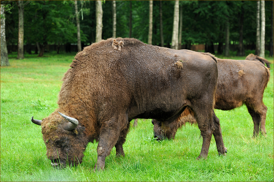 Wildtier des Jahres 2014 Foto & Bild | tiere, wildlife, säugetiere ...