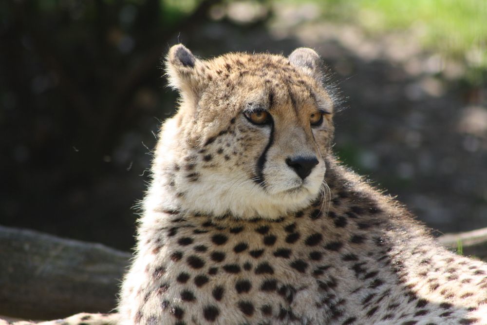 WILDTIERE Foto & Bild | tiere, wildlife, säugetiere Bilder auf ...