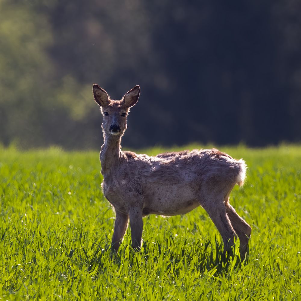 Wildtiere-65757-20220418 Foto & Bild | tiere, wildlife, säugetiere ...