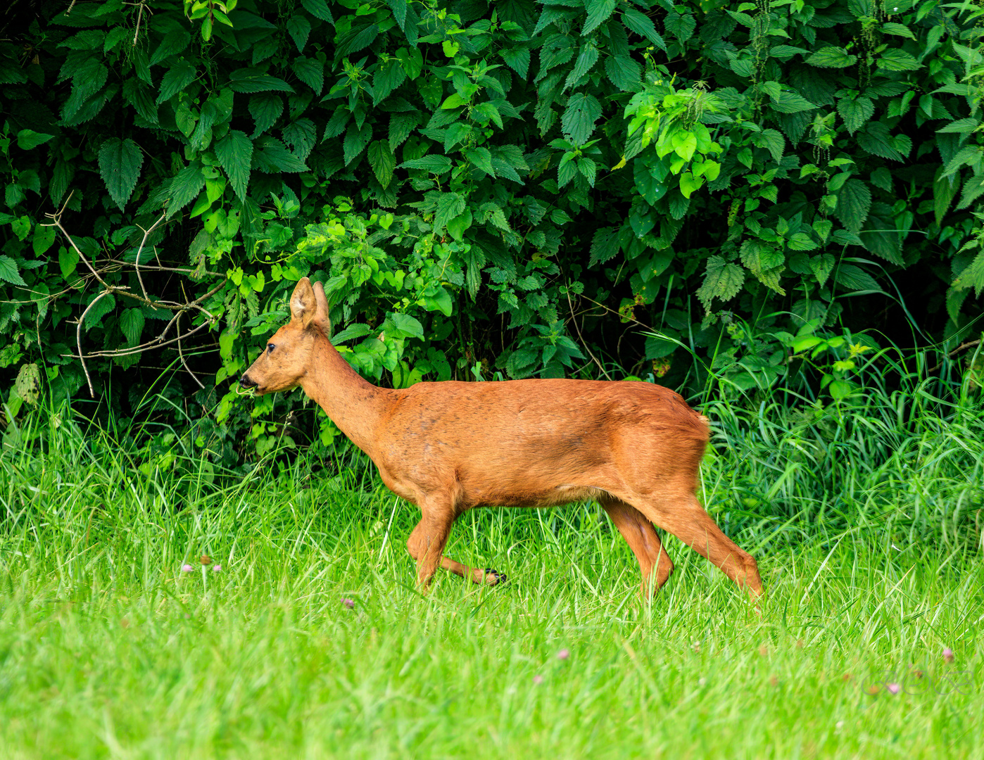 Wildtiere-75218-20220710 Foto & Bild | tiere, wildlife, säugetiere ...