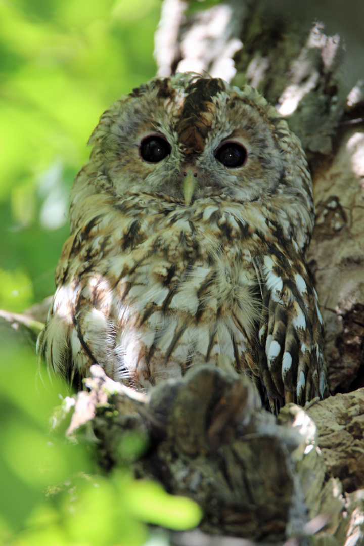 Wildtiere in München Foto & Bild | tiere, wildlife, wild lebende vögel ...