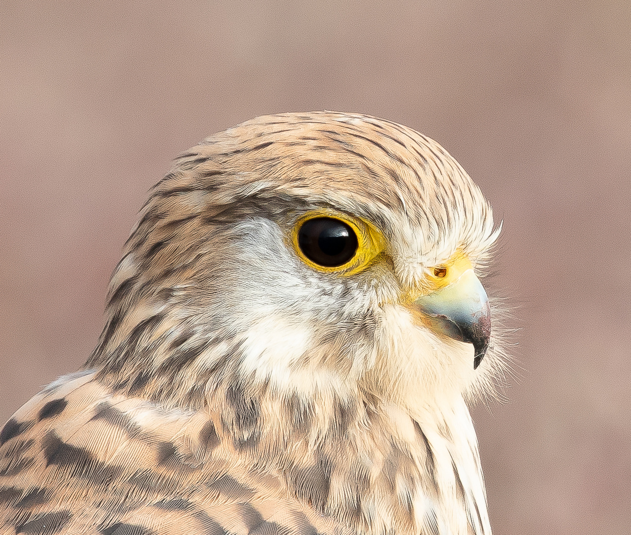 Wildtiere in München Foto & Bild | tiere, wildlife, wild lebende vögel ...