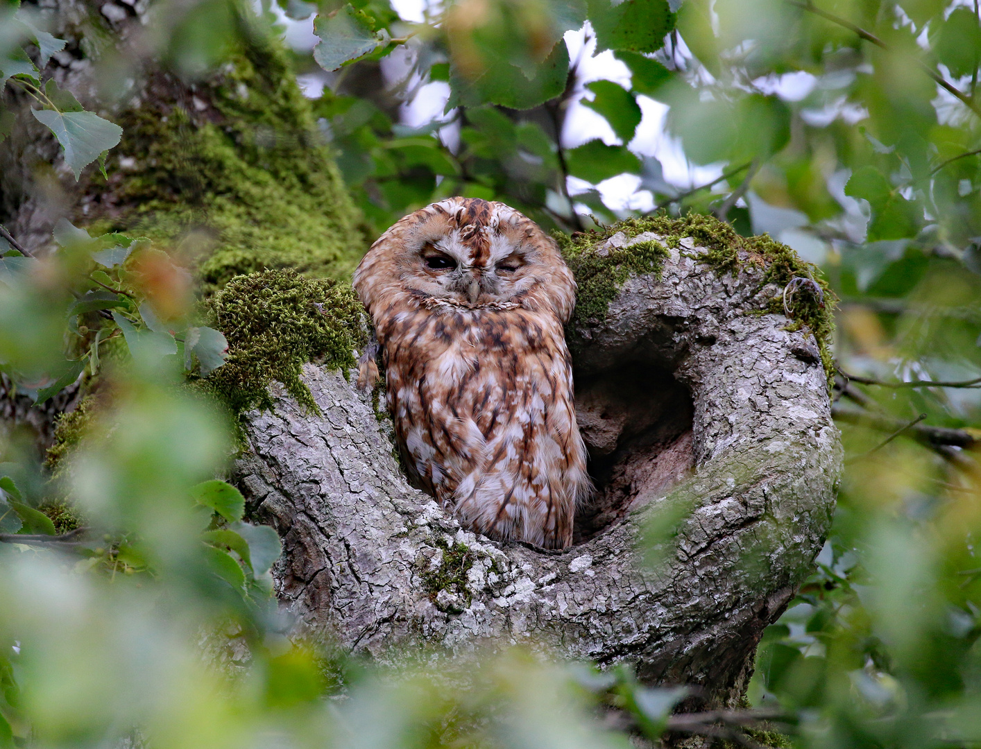 Wildtiere in München Foto & Bild | tiere, wildlife, wild lebende vögel ...