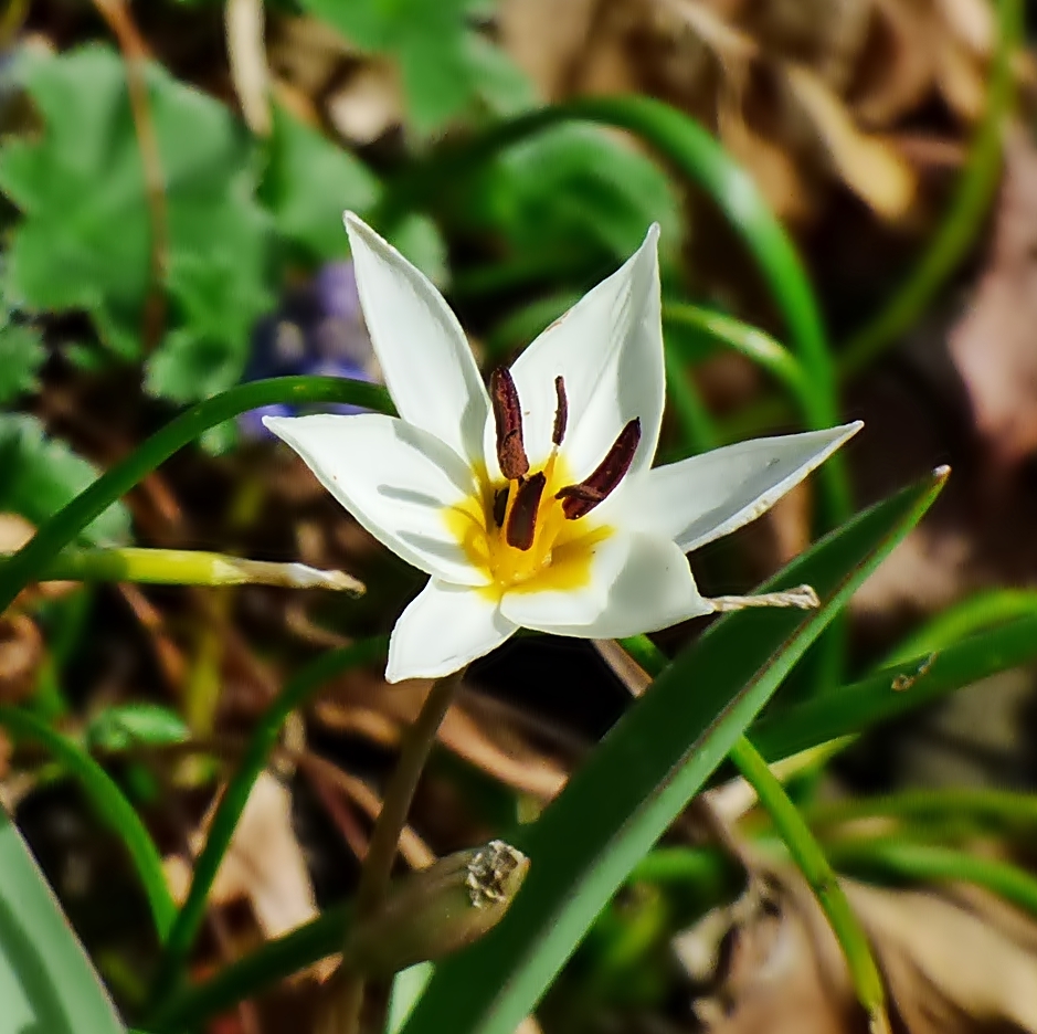 Wildtulpe . . . Foto & Bild | pflanzen, pilze & flechten, blüten- & kleinpflanzen, tulpen Bilder ...