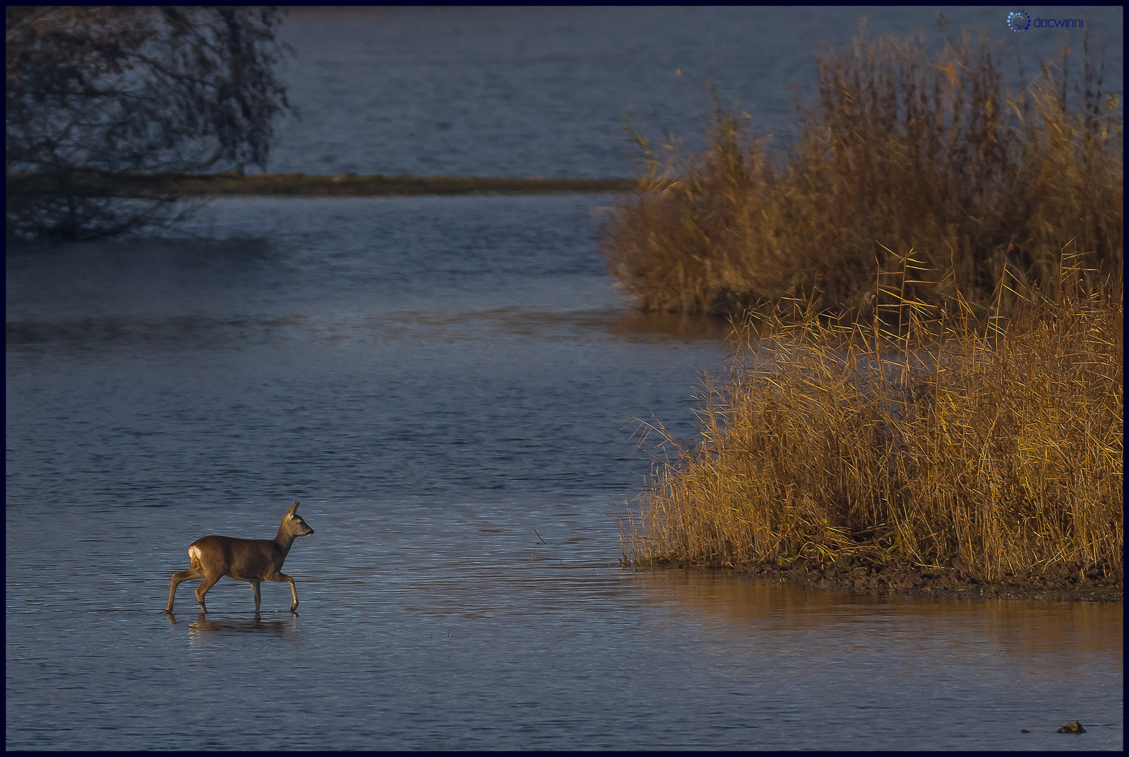 Wildwechsel ---- atypisch Foto & Bild | wasser, morgenstimmung, natur ...