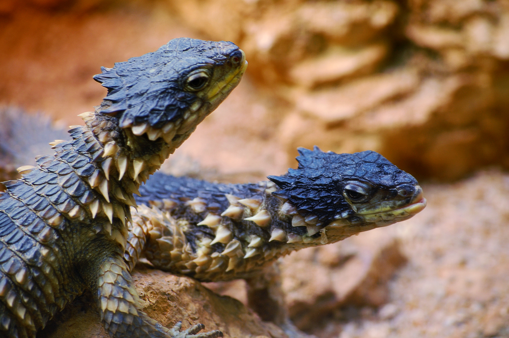Wilhelma 2011 - Echse Foto & Bild | tiere, zoo, wildpark & falknerei ...