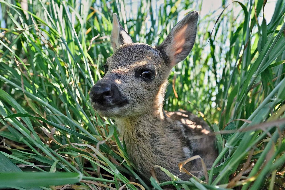 Willkommen Foto & Bild | tiere, tierkinder, natur Bilder auf fotocommunity