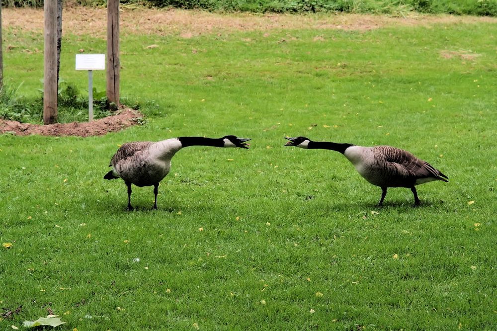 Willst du Ärger haben ? Foto & Bild | tiere, wildlife, wild lebende ...