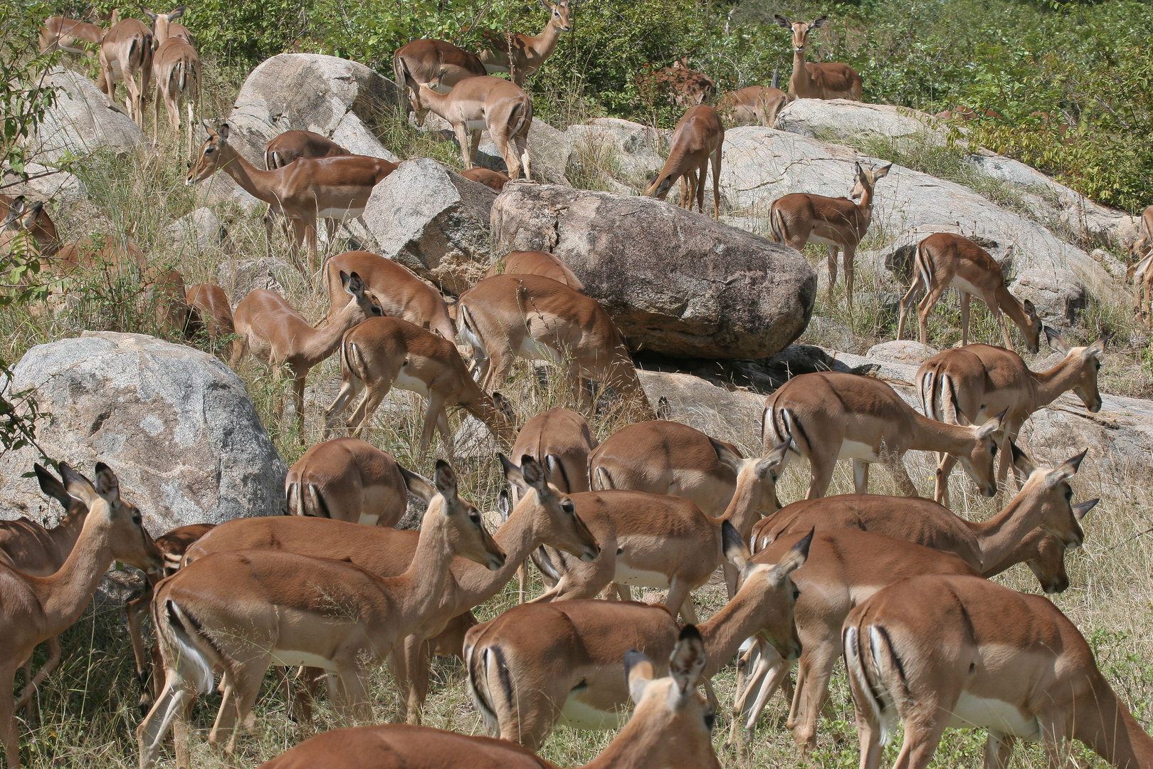 Wimmelbild... Foto & Bild | tiere, wildlife, säugetiere Bilder auf ...