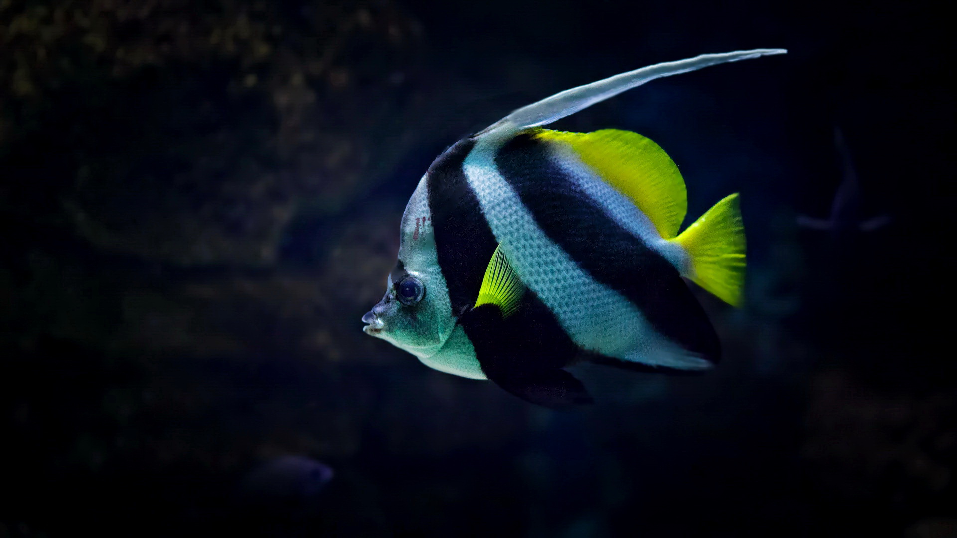 Wimpelfisch Foto & Bild | landschaft, lebensräume, licht Bilder auf ...