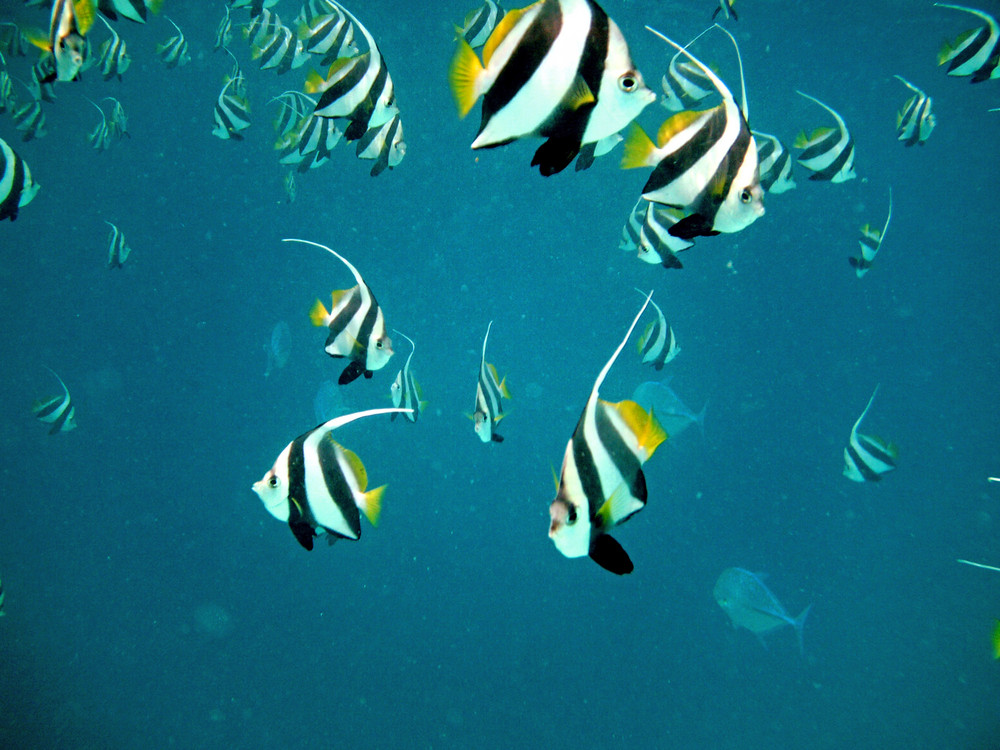 Wimpelfisch Foto & Bild | tiere, wildlife, fische Bilder auf fotocommunity