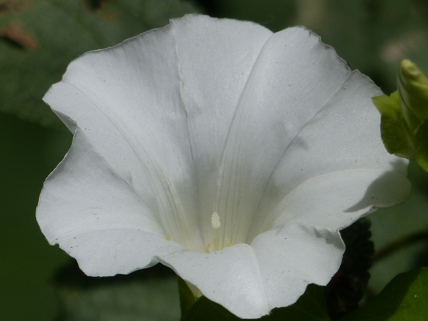 - WINDE - Foto & Bild | pflanzen, pilze & flechten, rankgewächse, natur ...