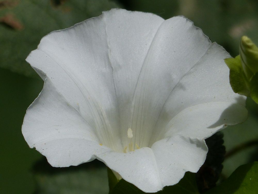 - WINDE - Foto & Bild | pflanzen, pilze & flechten, rankgewächse, natur ...
