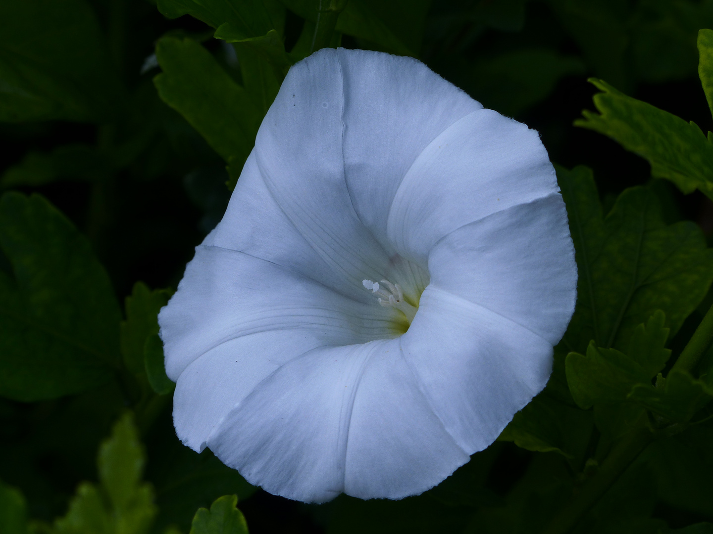 - WINDE - Foto & Bild | pflanzen, pilze & flechten, techniken, low key ...