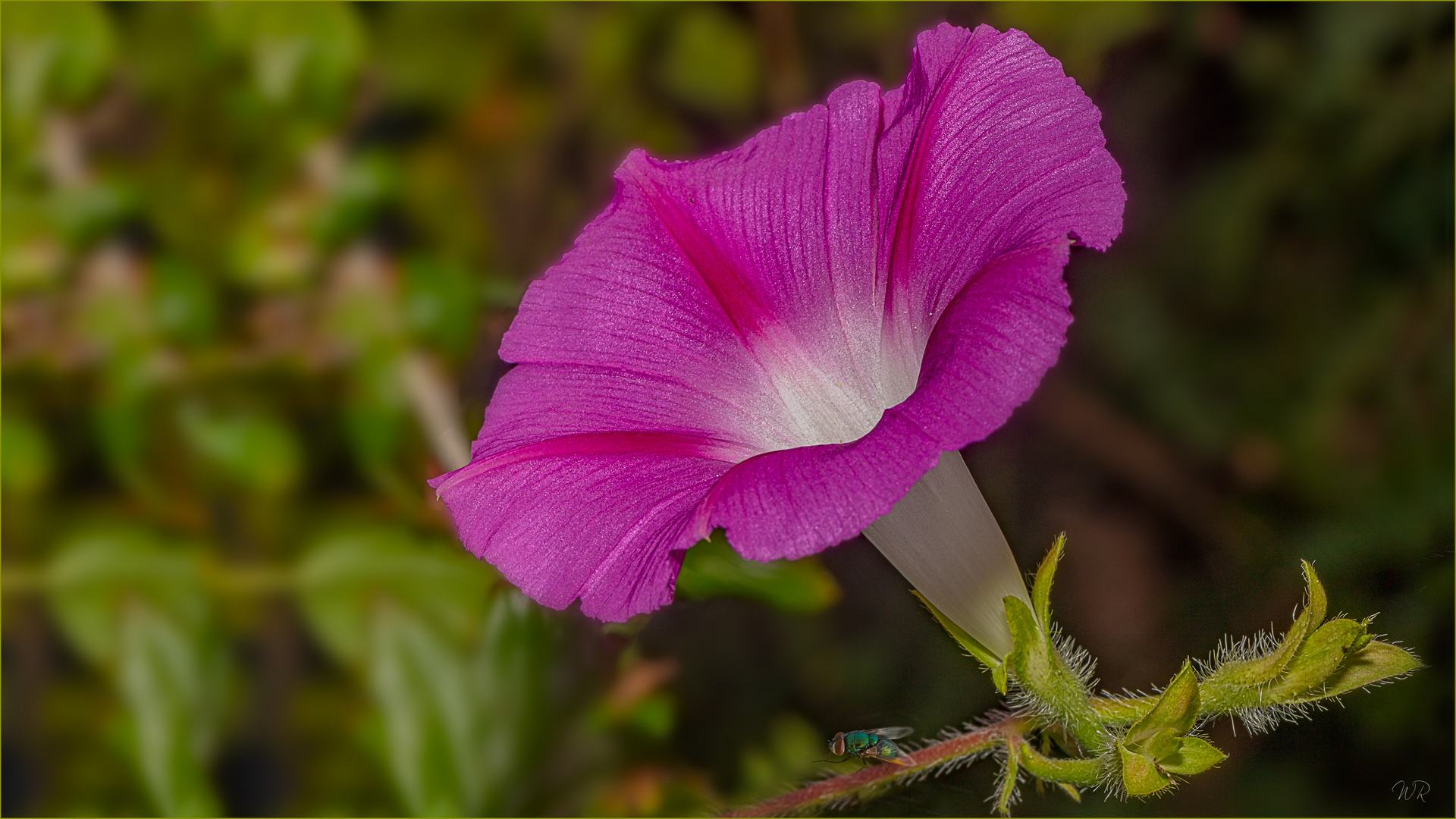 ~~ Winde ~~ Foto & Bild | pink, natur, winde Bilder auf fotocommunity