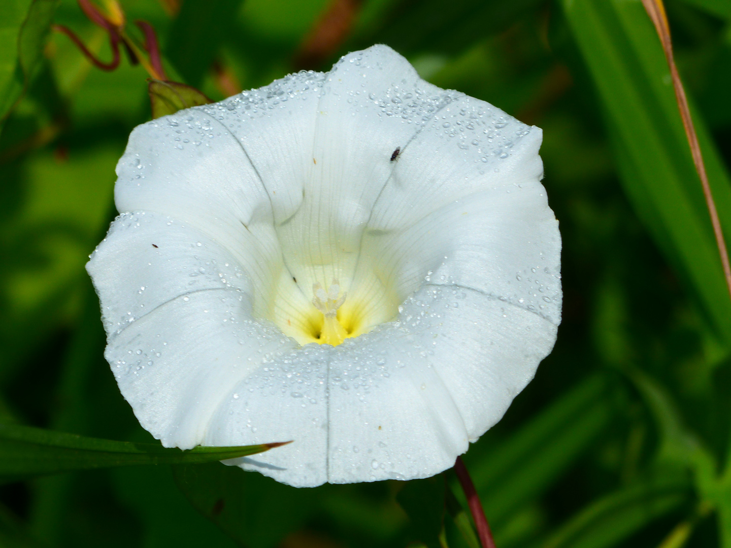 Winde - ganz einfach- aber schön--weiß Foto & Bild | pflanzen, pilze ...