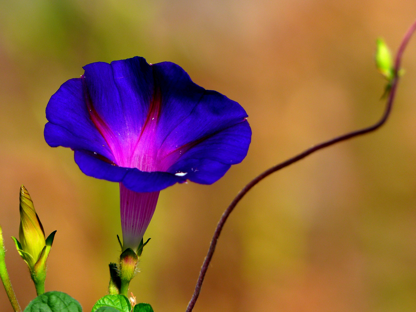- Winde in blau - Foto & Bild | pflanzen, pilze & flechten ...